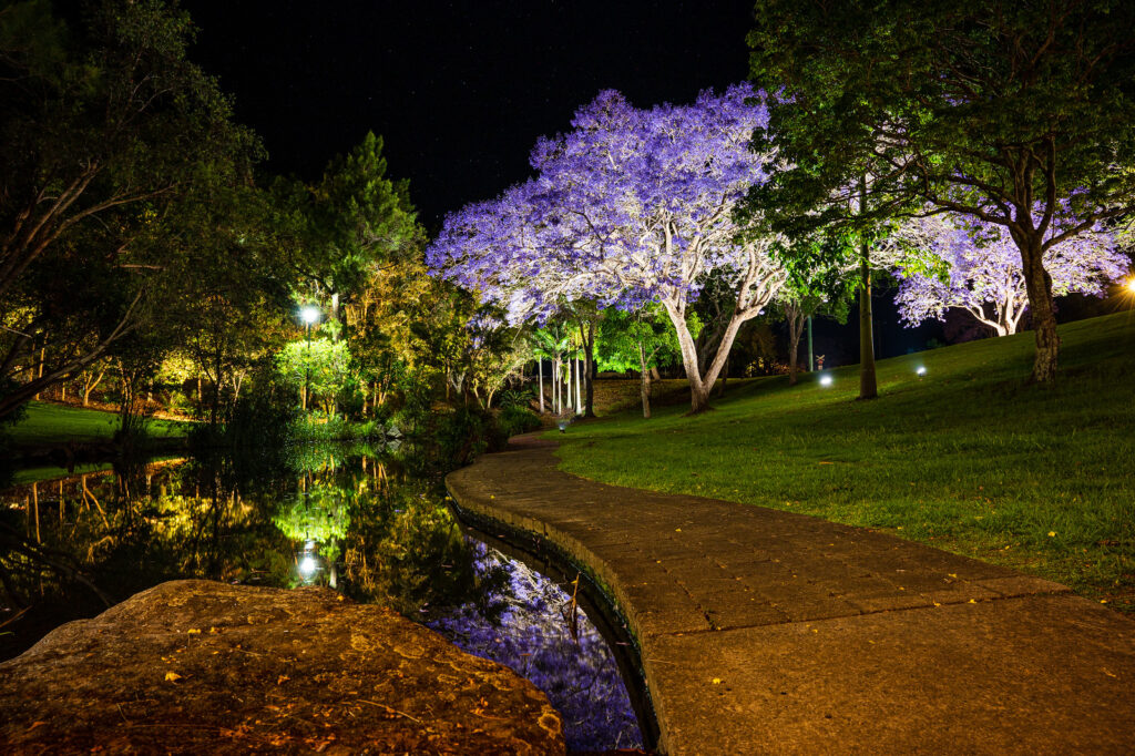 LIGHTS, CAMERA, BLOOM: Grafton Jacaranda Season Set to Light Up NSW ...