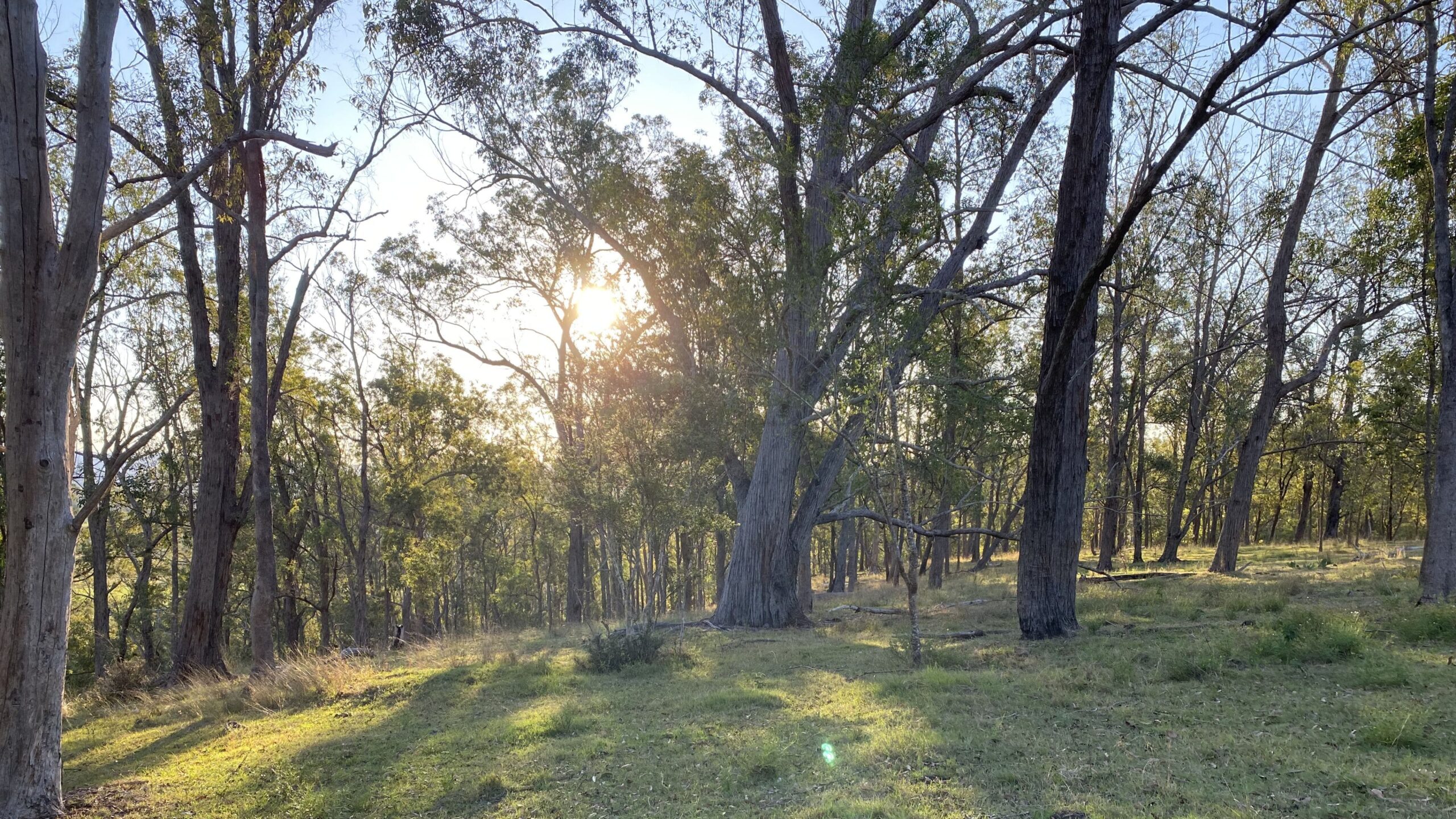 Winegrove - Clarence Valley