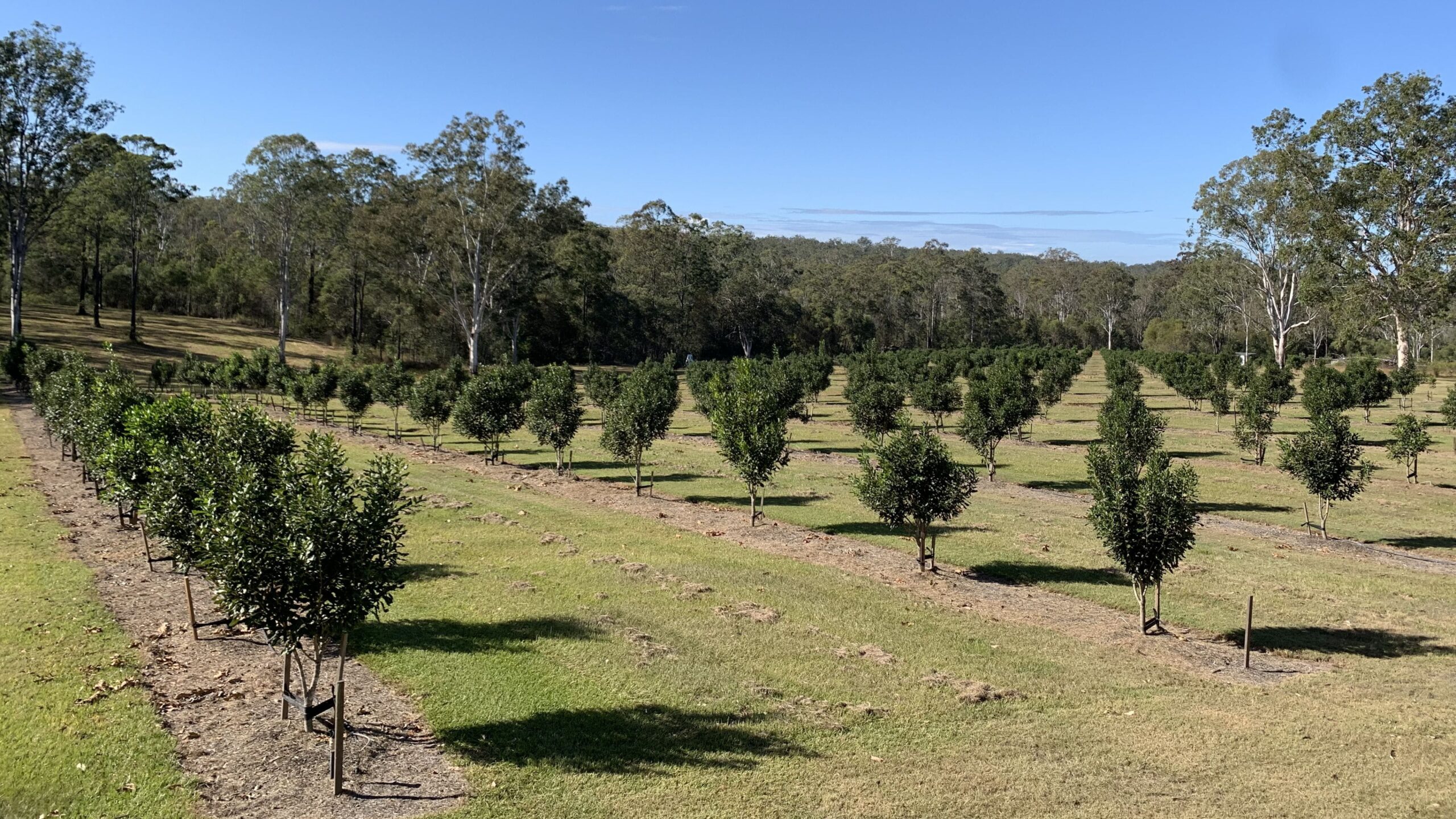 Gurmac- Macadamia and Native Bees - Clarence Valley